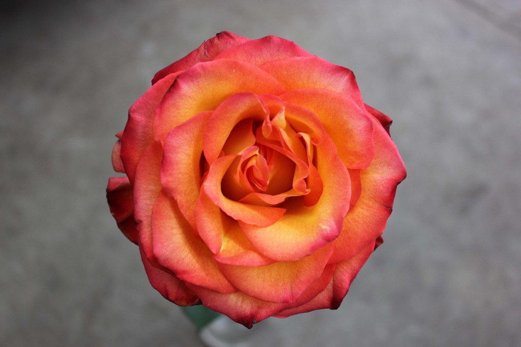 High and Magic | Stevens and Son Wholesale Florist