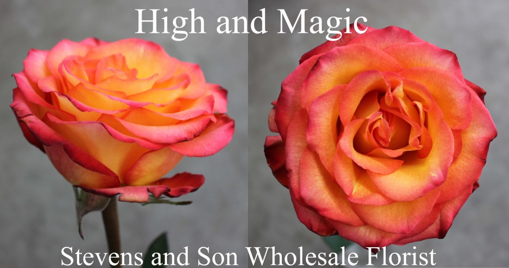 Roses-Color | Stevens and Son Wholesale Florist