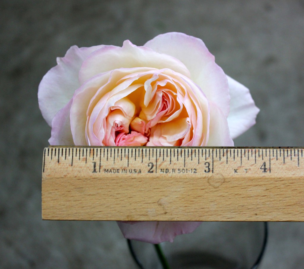 Keira | Stevens and Son Wholesale Florist