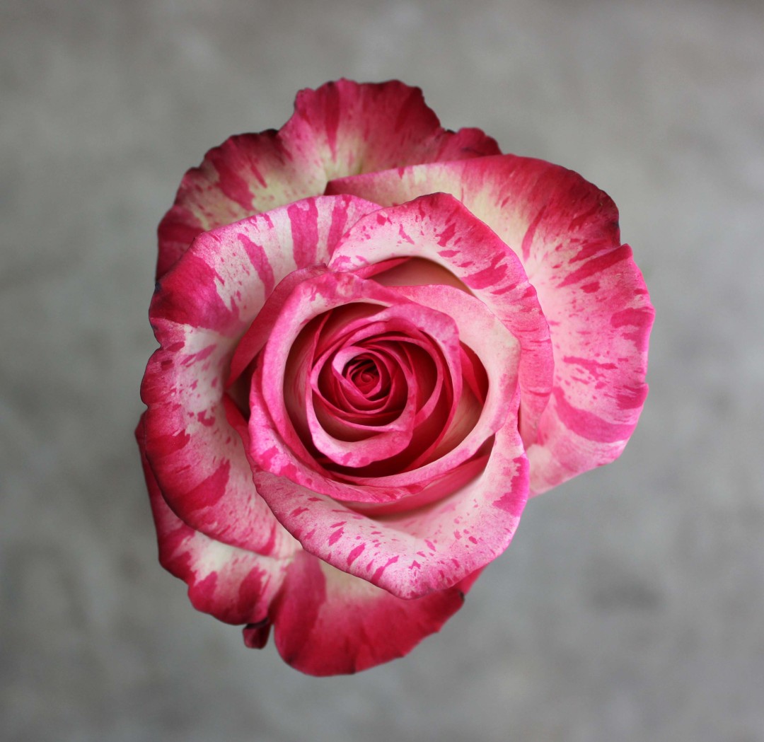 Magic Times | Stevens and Son Wholesale Florist