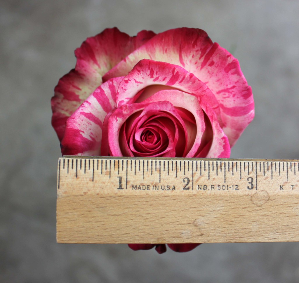 Magic Times | Stevens and Son Wholesale Florist