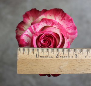 Magic Times | Stevens and Son Wholesale Florist