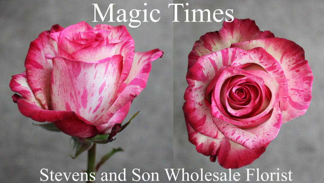 Roses-Color | Stevens and Son Wholesale Florist