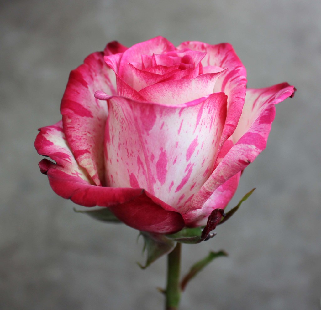 Magic Times | Stevens and Son Wholesale Florist