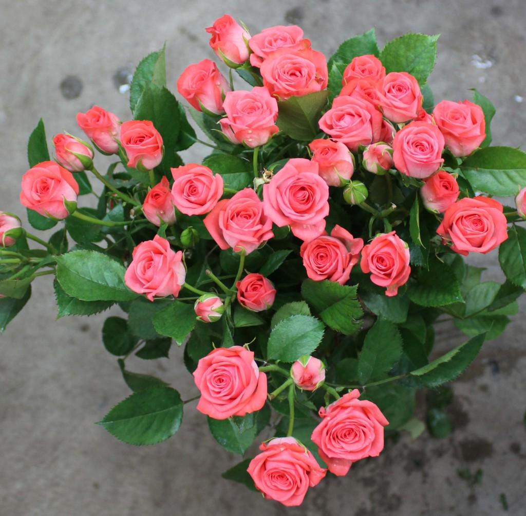 Nemo | Stevens and Son Wholesale Florist