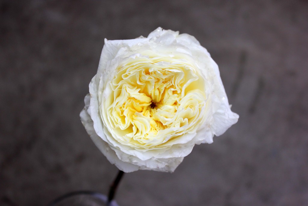 Patience | Stevens and Son Wholesale Florist