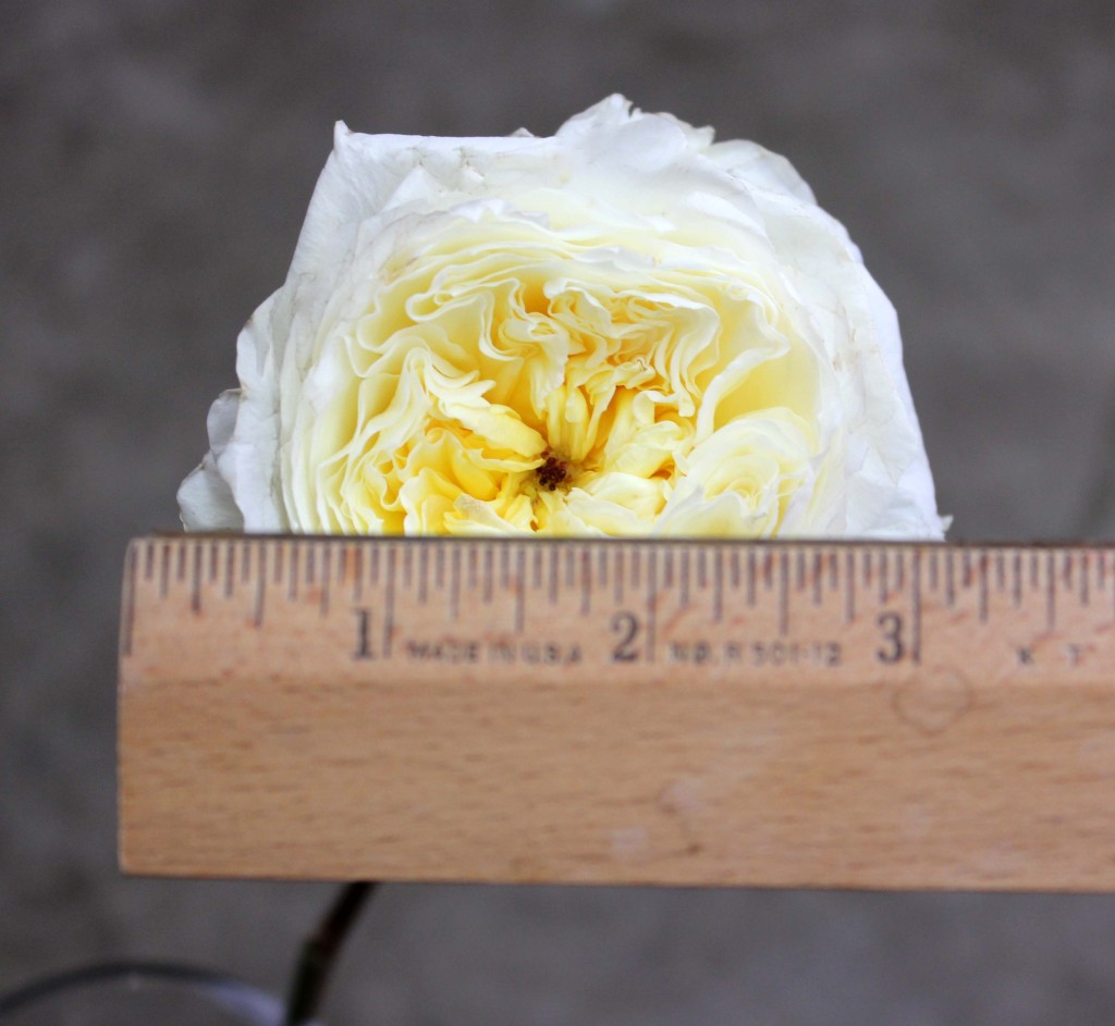 Patience | Stevens and Son Wholesale Florist