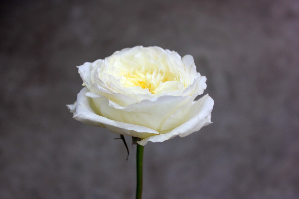 Patience | Stevens and Son Wholesale Florist