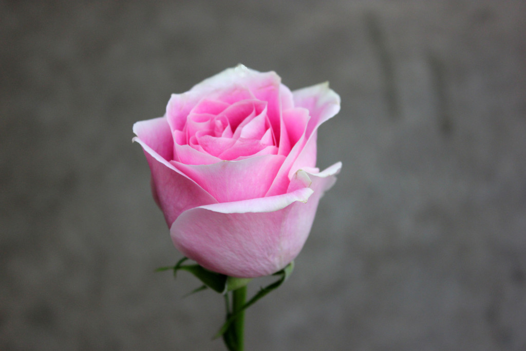 Rosita Vendela | Stevens and Son Wholesale Florist