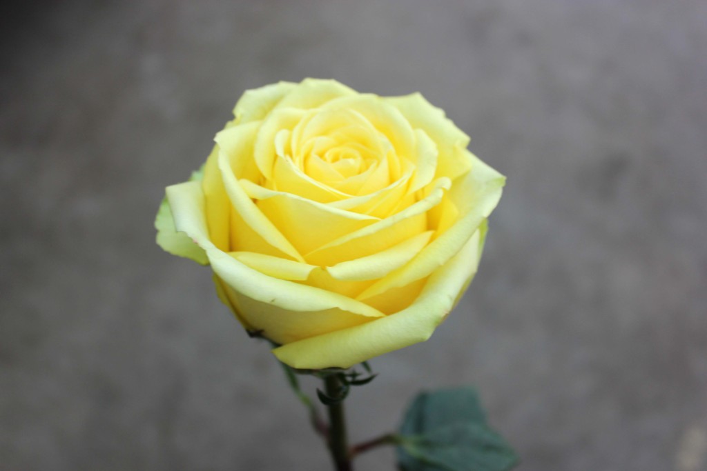 Stardust | Stevens and Son Wholesale Florist