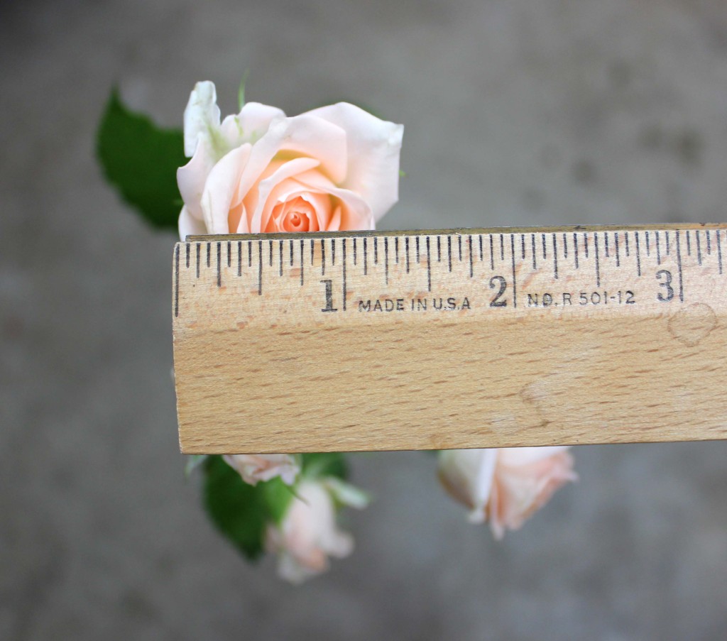 Sweet Sara | Stevens and Son Wholesale Florist