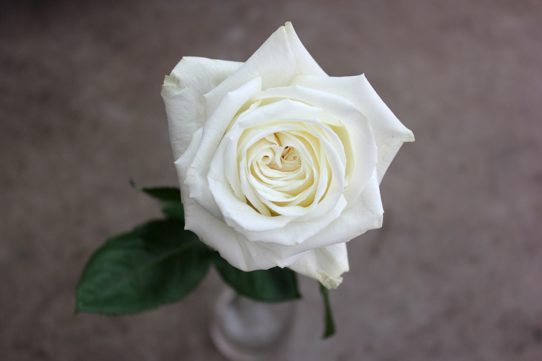 White Dove | Stevens and Son Wholesale Florist