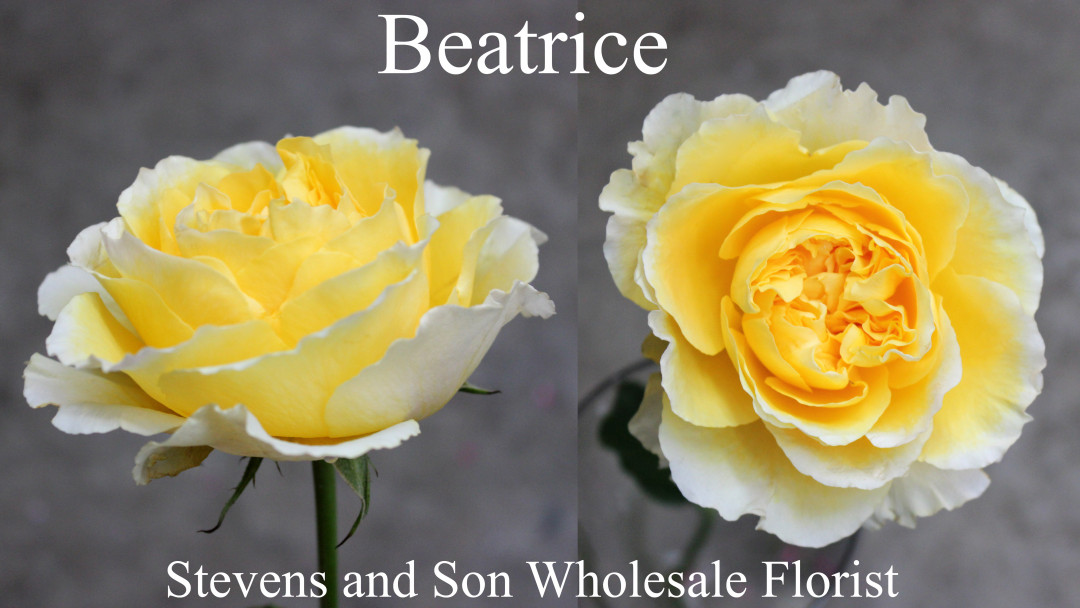 Garden Roses | Stevens and Son Wholesale Florist
