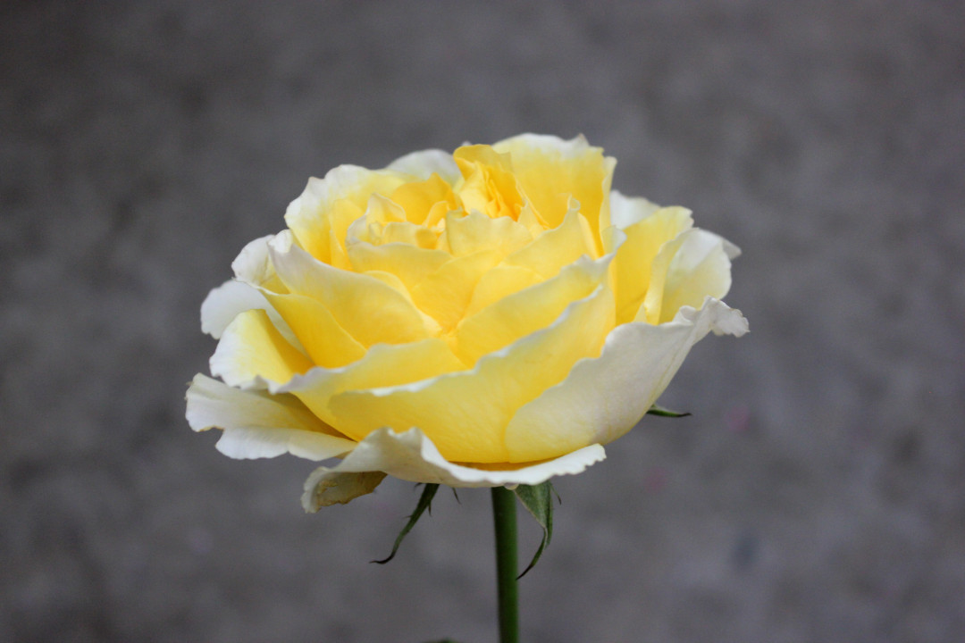 Beatrice | Stevens and Son Wholesale Florist