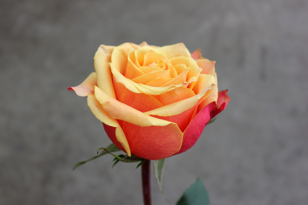 Cherry Brandy | Stevens and Son Wholesale Florist