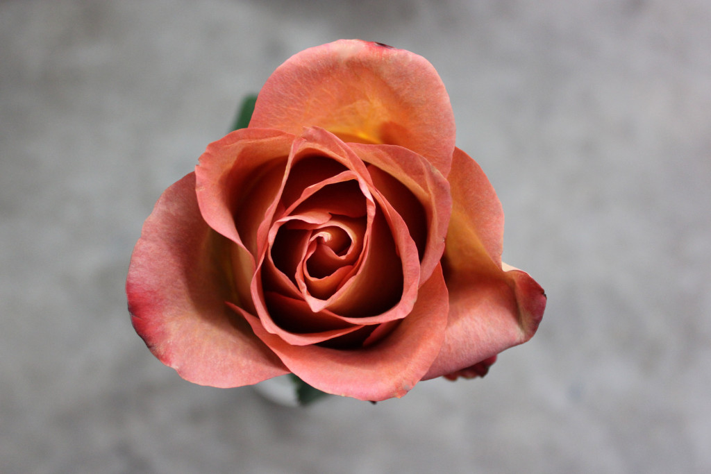 Coffee Break | Stevens and Son Wholesale Florist