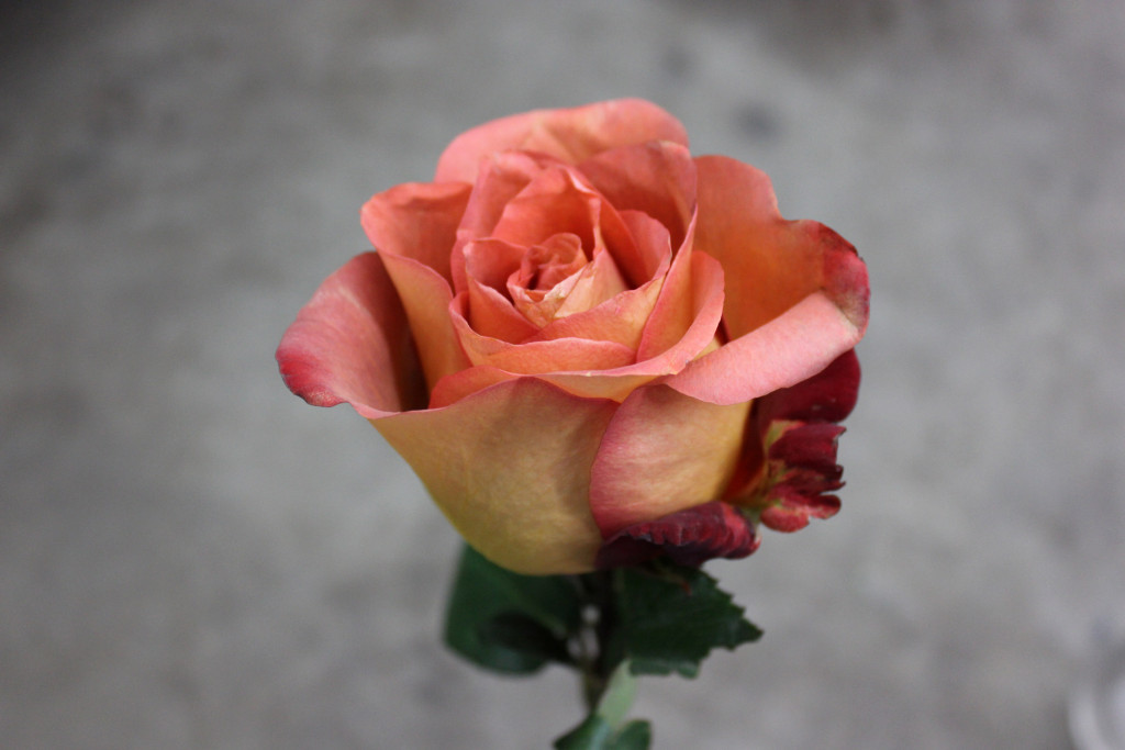 Coffee Break | Stevens and Son Wholesale Florist