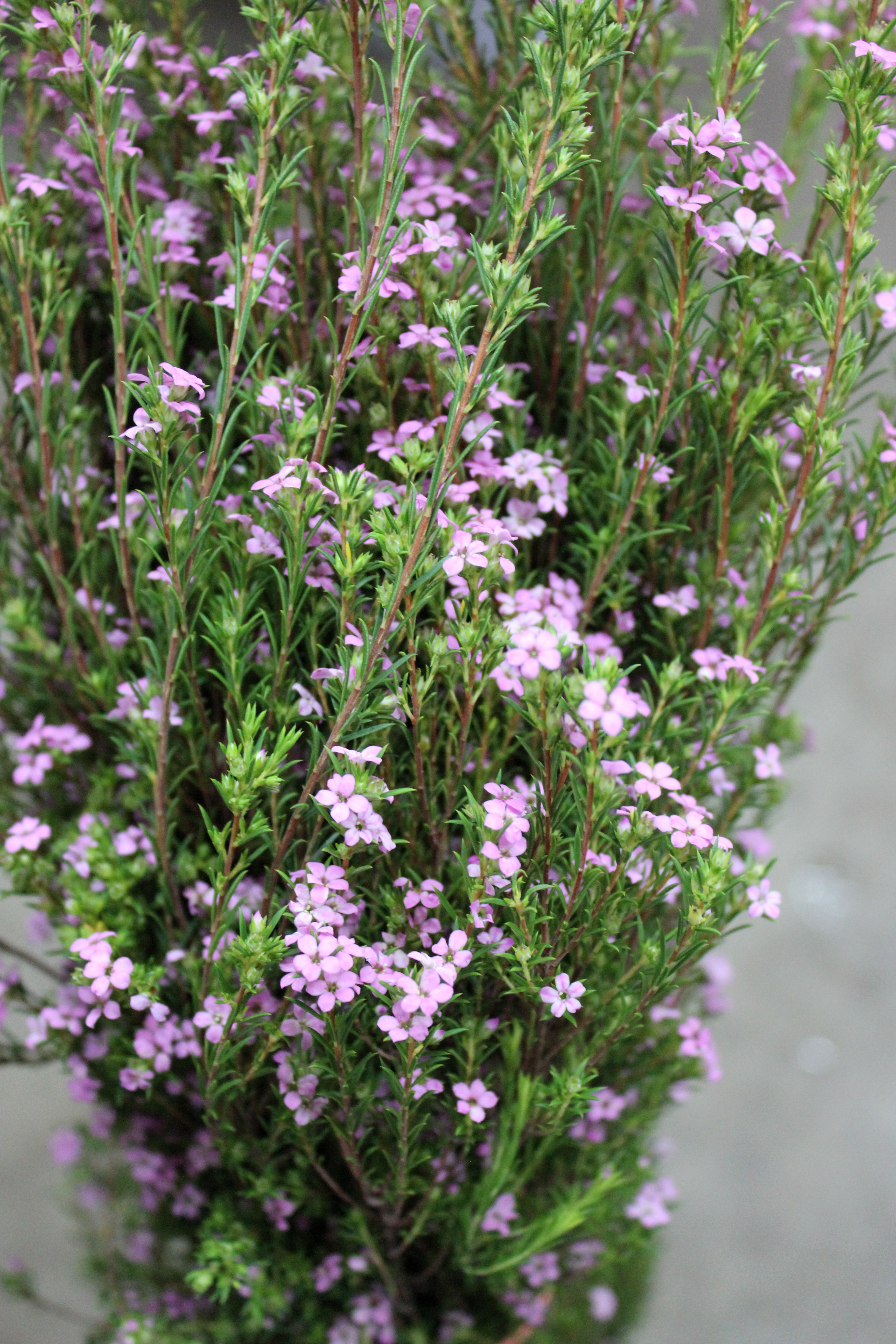 Diosma | Stevens and Son Wholesale Florist