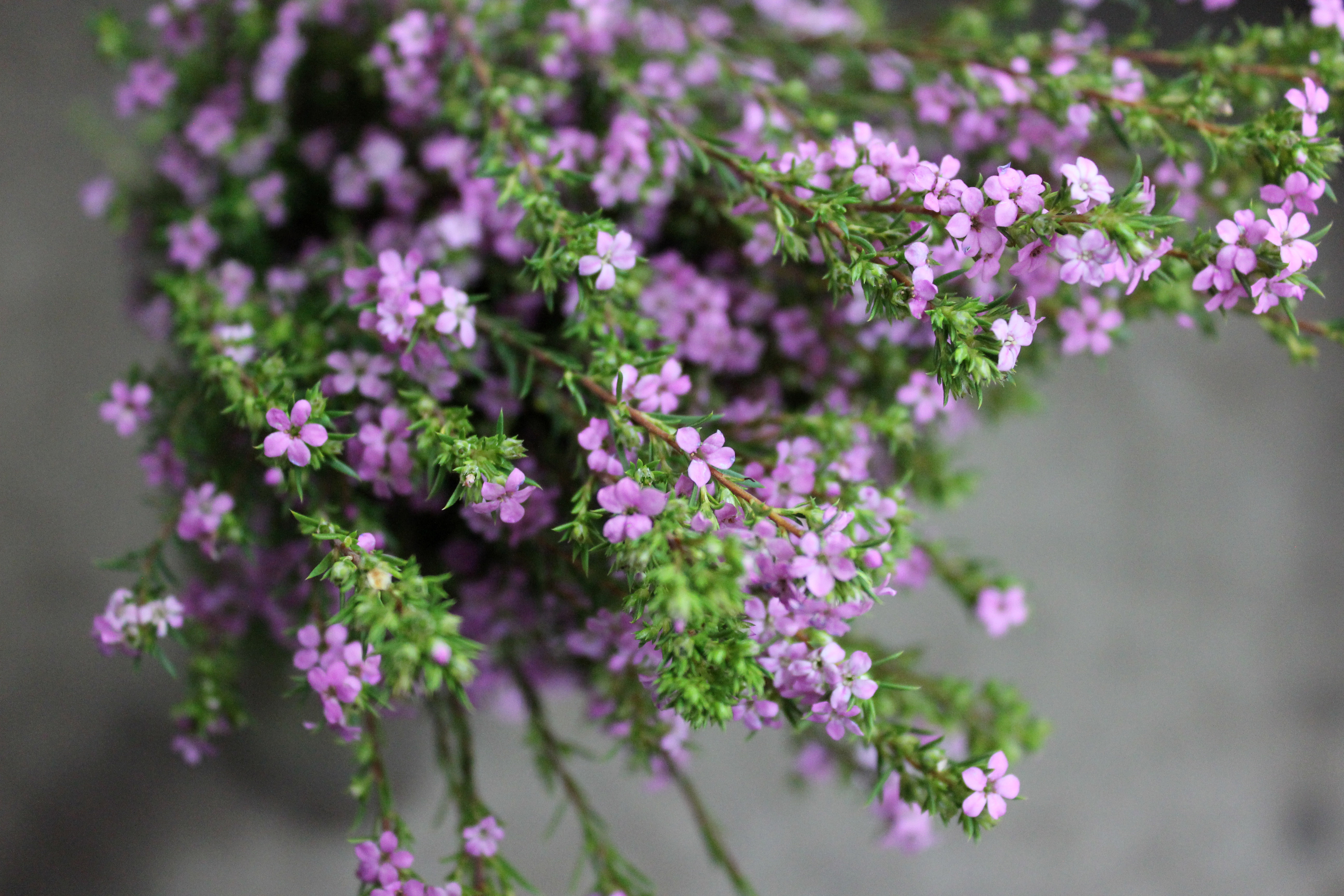 Diosma | Stevens and Son Wholesale Florist