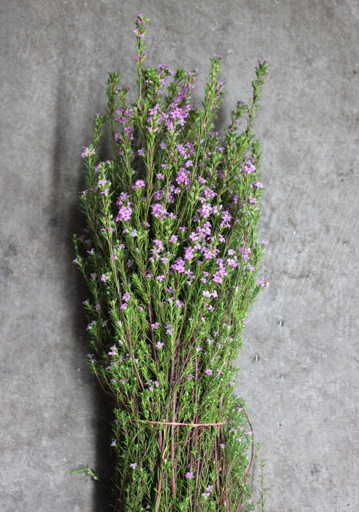 Diosma | Stevens and Son Wholesale Florist