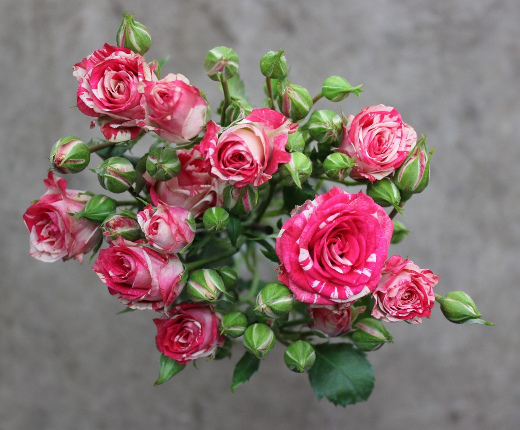 Fireworks | Stevens and Son Wholesale Florist