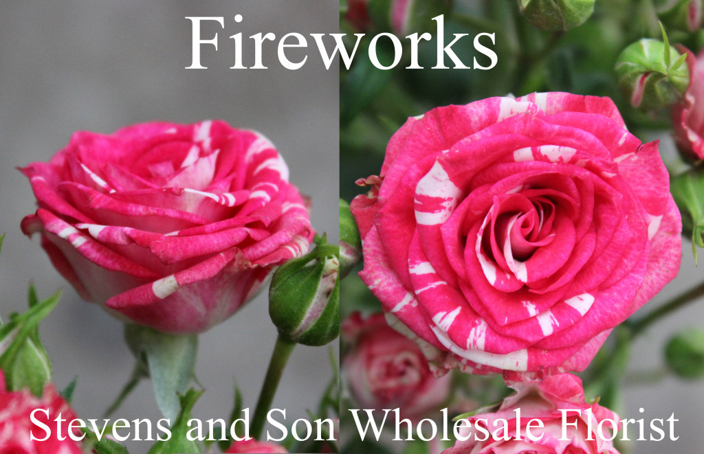 Spray Roses | Stevens and Son Wholesale Florist