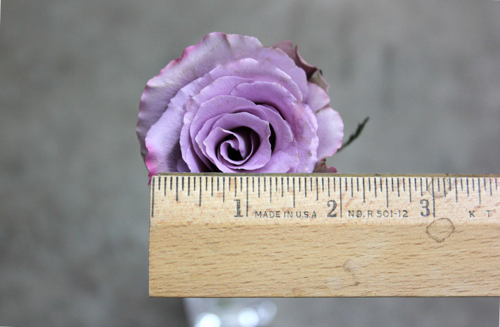 Grey Knights | Stevens and Son Wholesale Florist