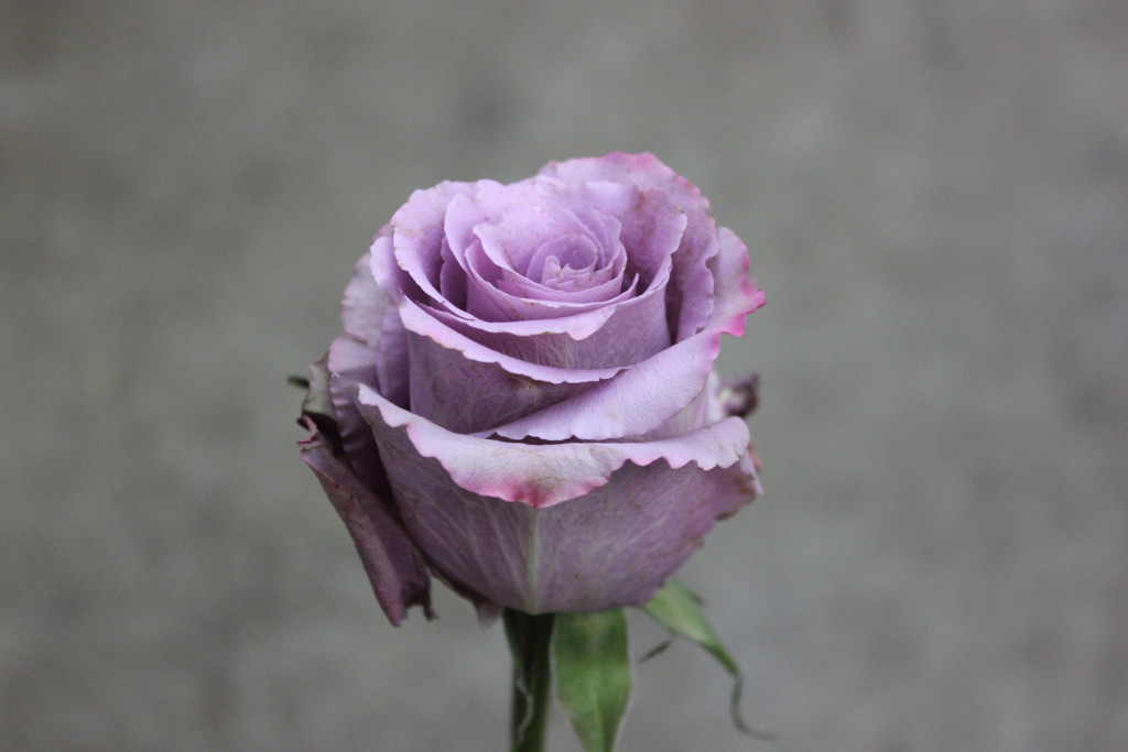 Grey Knights | Stevens and Son Wholesale Florist