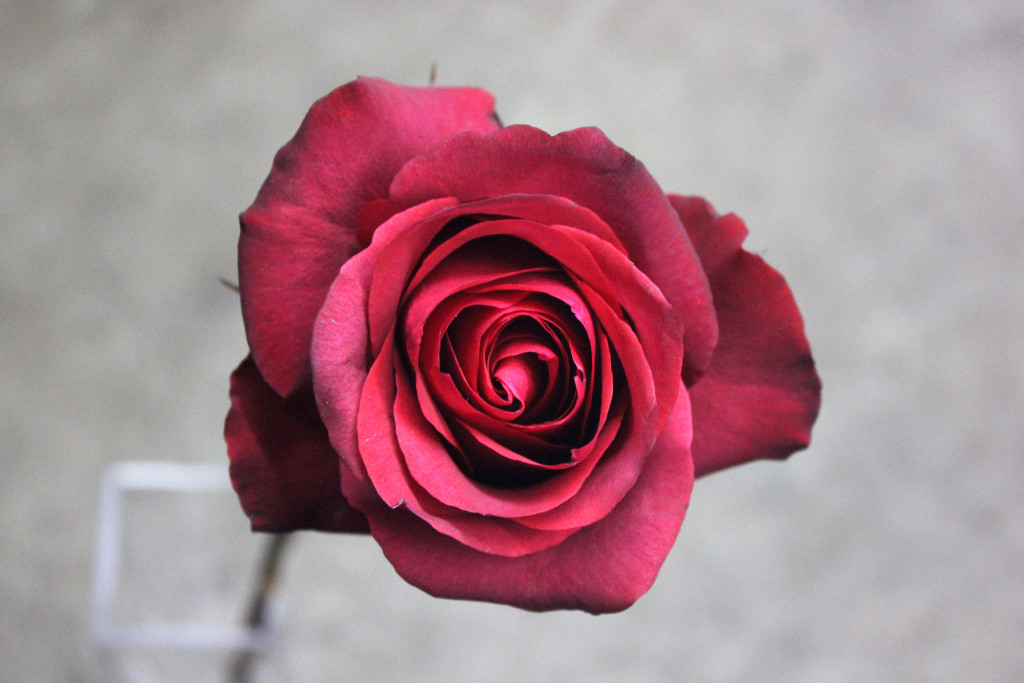 Matilda | Stevens and Son Wholesale Florist