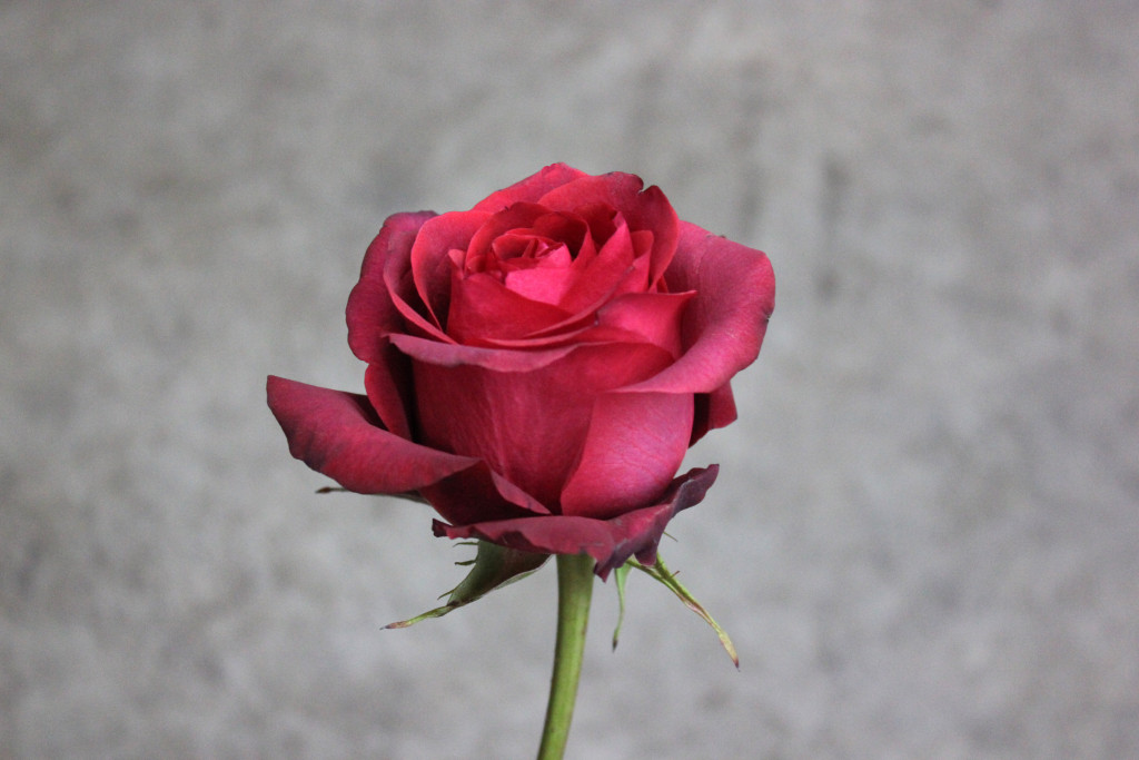 Matilda | Stevens and Son Wholesale Florist