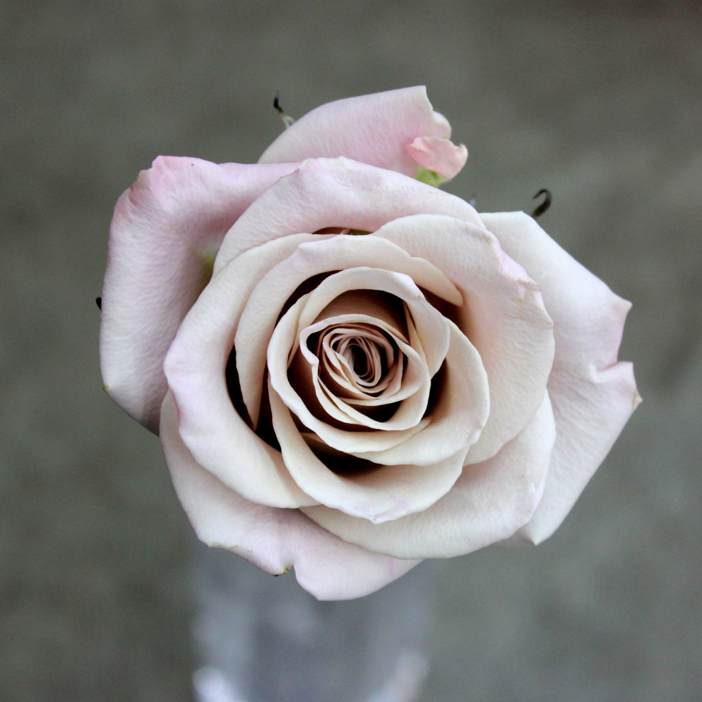 Menta | Stevens and Son Wholesale Florist