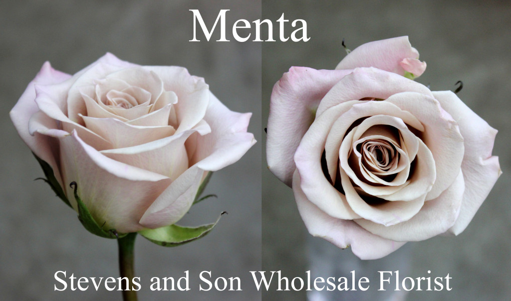 Roses-Color | Stevens and Son Wholesale Florist