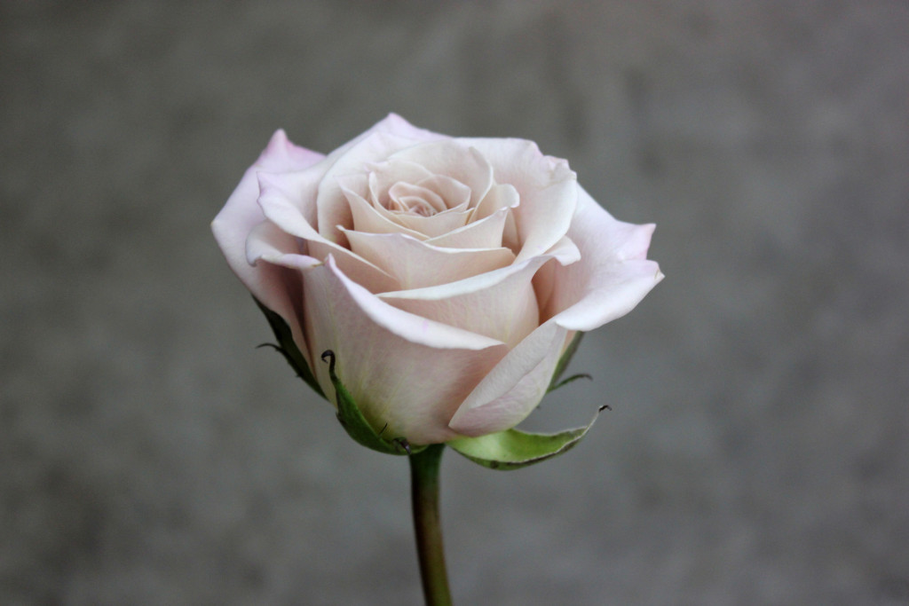 Menta | Stevens and Son Wholesale Florist