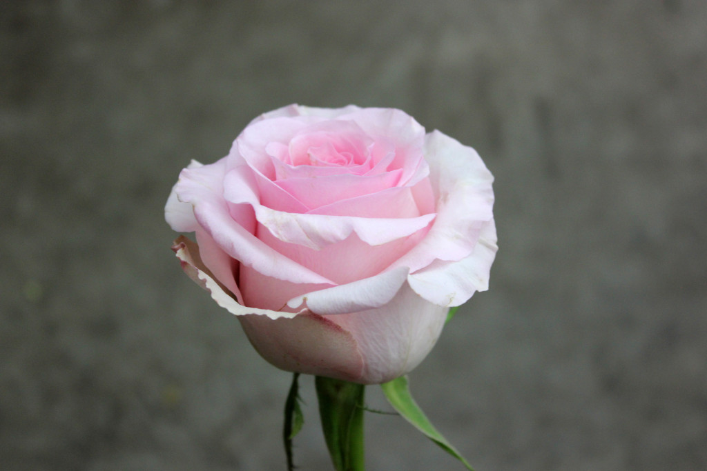 Nena | Stevens and Son Wholesale Florist