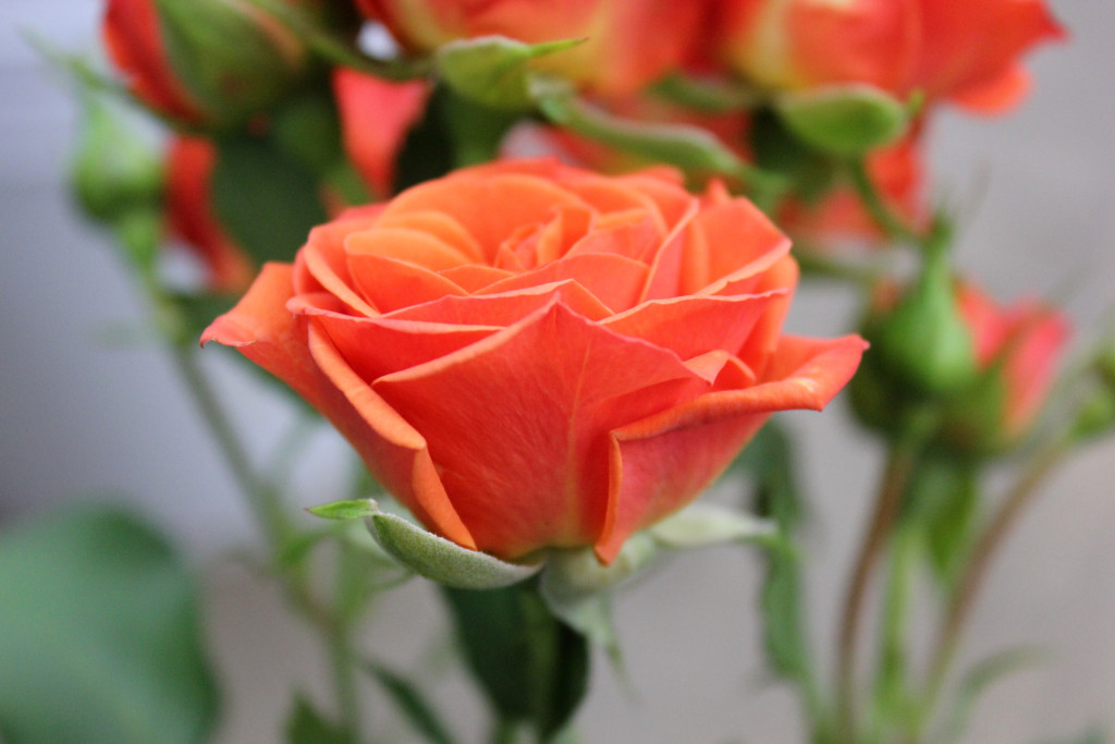 Orange Babe | Stevens and Son Wholesale Florist