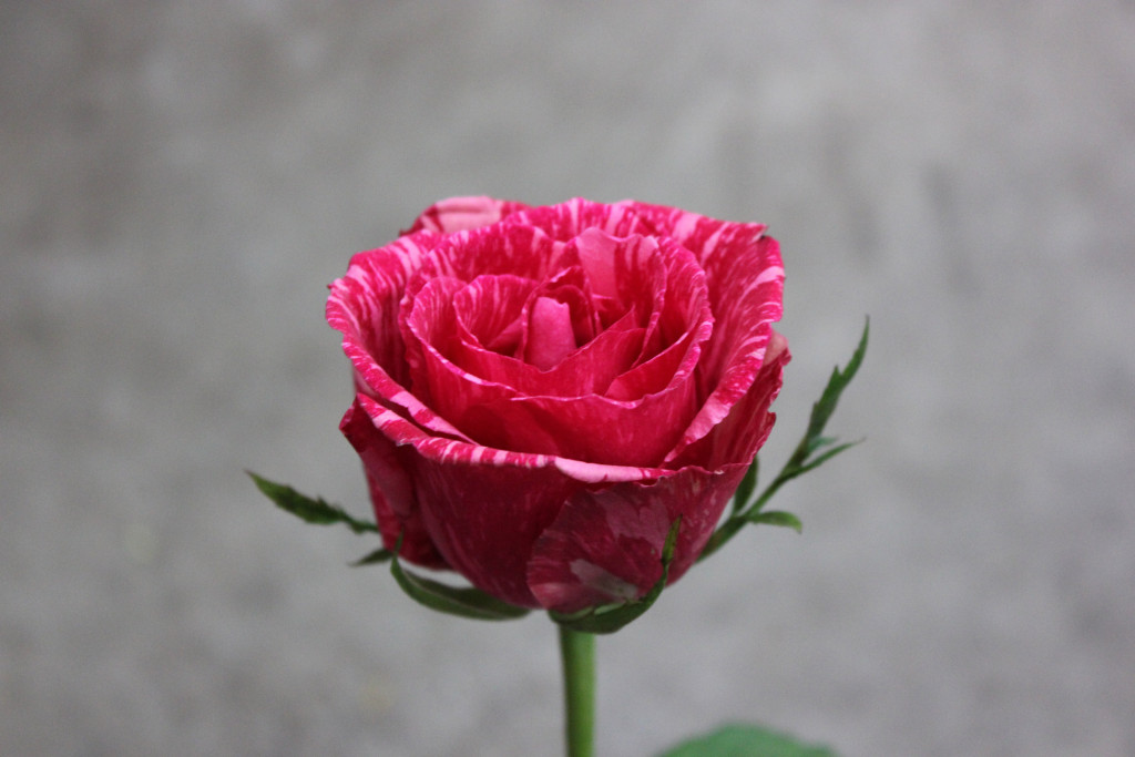 Pink Intuition | Stevens and Son Wholesale Florist