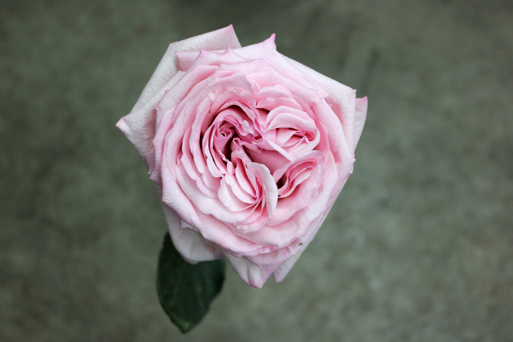 Pink O’Hara | Stevens and Son Wholesale Florist