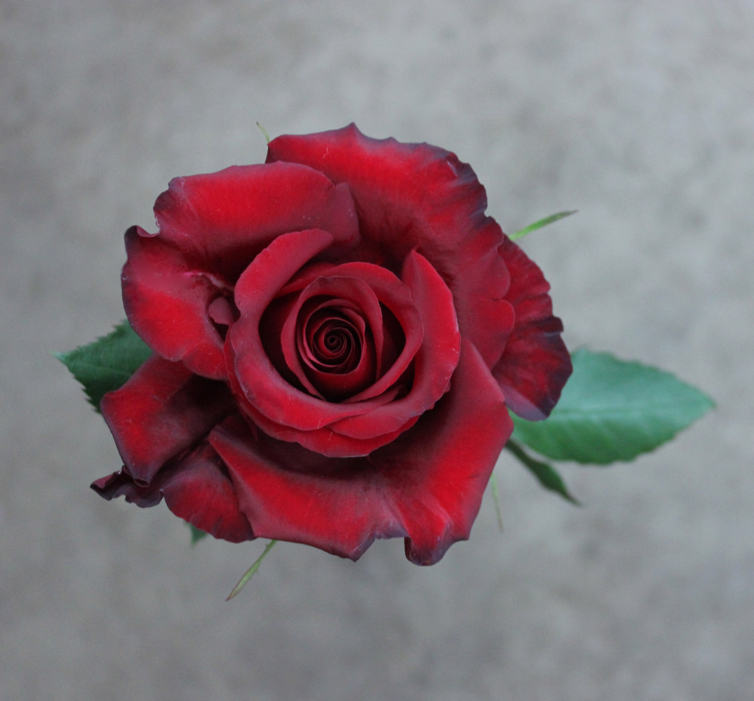 Red Paris | Stevens and Son Wholesale Florist