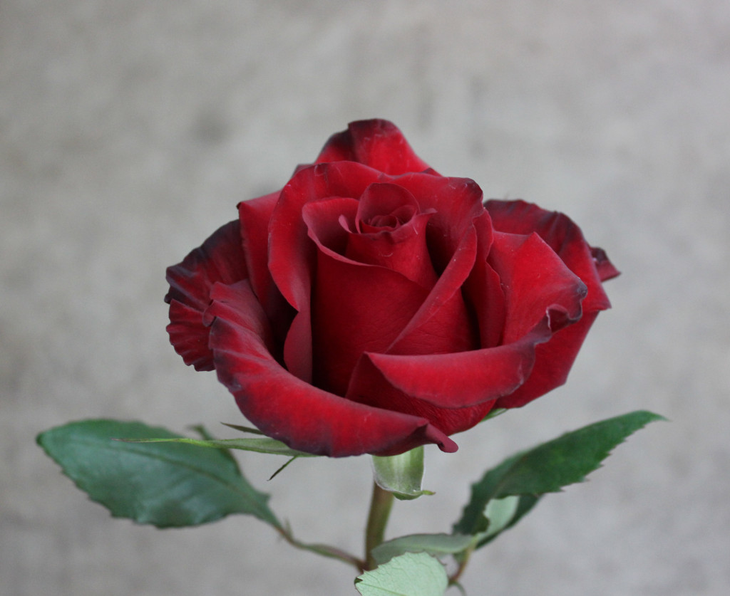 Red Paris | Stevens and Son Wholesale Florist