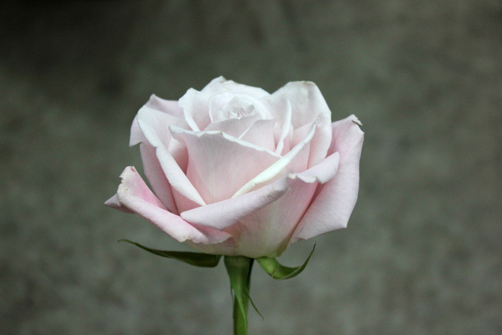 Sweet Escimo | Stevens and Son Wholesale Florist