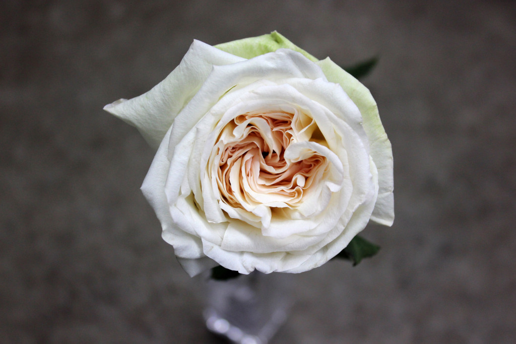 White O’Hara | Stevens and Son Wholesale Florist