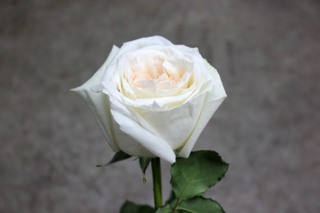 White O’Hara | Stevens and Son Wholesale Florist