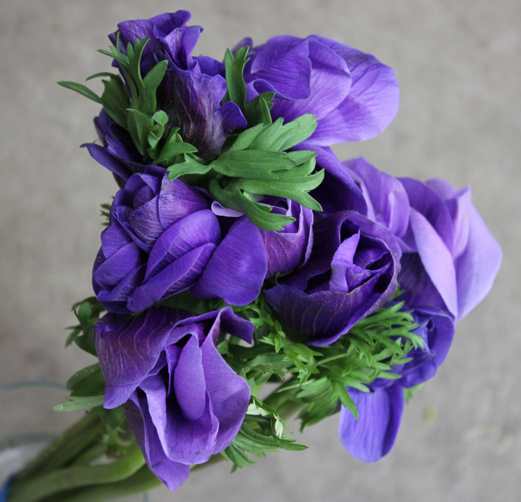 Anemone | Stevens and Son Wholesale Florist