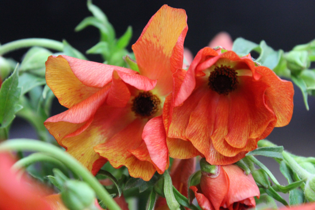 Ranunculus | Stevens and Son Wholesale Florist