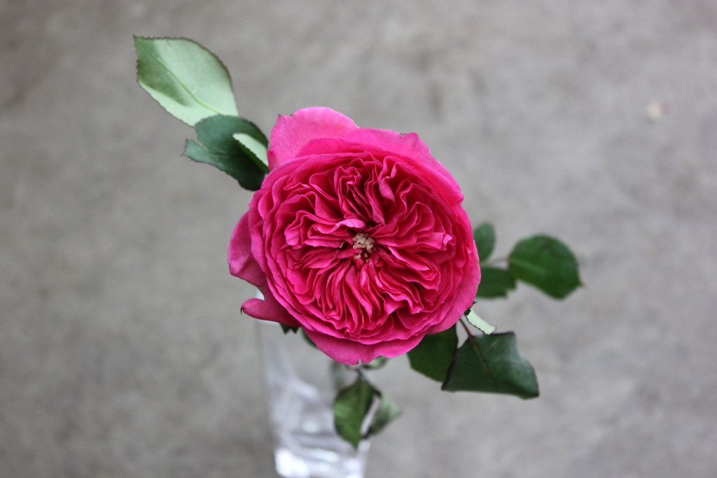 Baroness | Stevens and Son Wholesale Florist