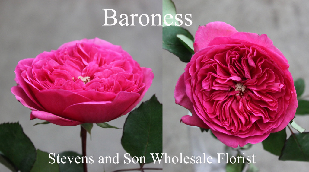 Garden Roses | Stevens and Son Wholesale Florist