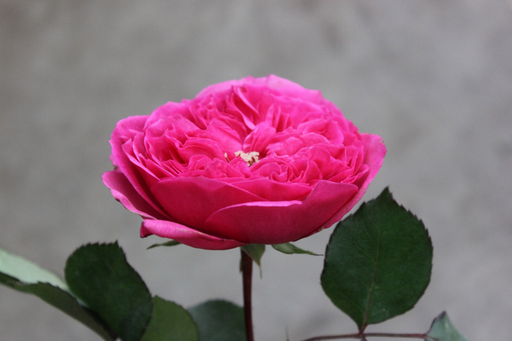 Baroness | Stevens and Son Wholesale Florist