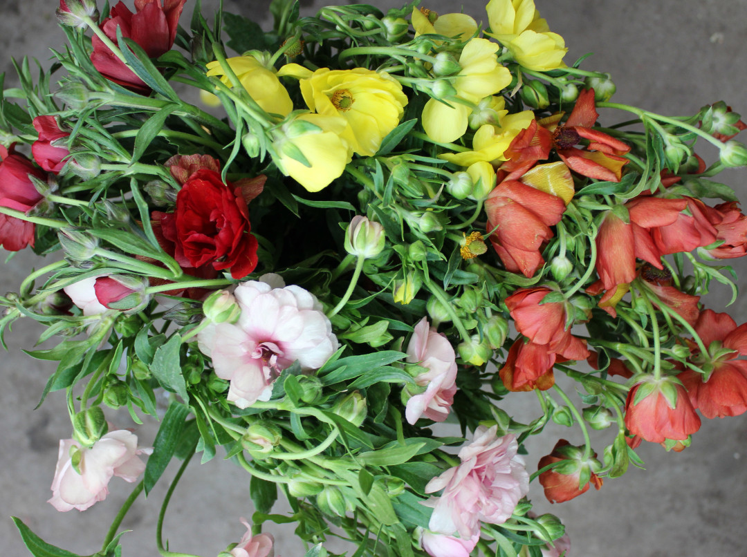 Ranunculus | Stevens and Son Wholesale Florist