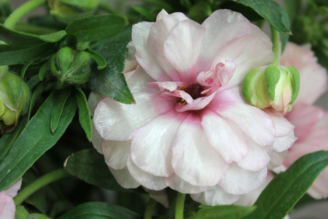 Ranunculus | Stevens and Son Wholesale Florist