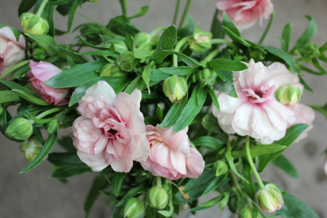 Ranunculus | Stevens and Son Wholesale Florist